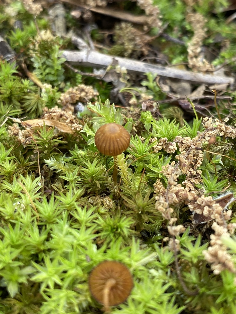 Moss Bell in April 2024 by Jim Oehmke · iNaturalist