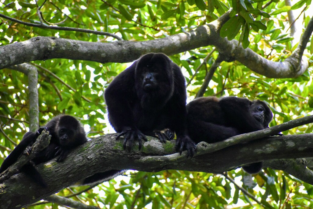 Mexican Howler Monkey in September 2021 by Erandi Hernandez Arriaga. Familia de monos aulladores ...