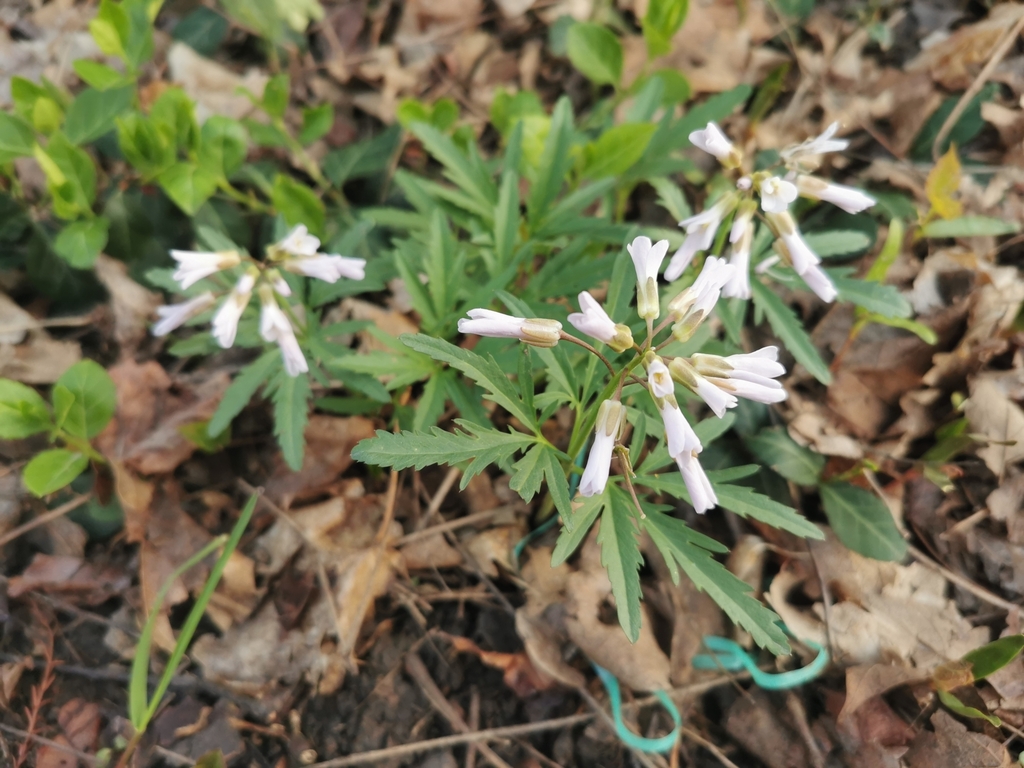 Bittercresses and Toothworts from Tippecanoe County, US-IN, US on April ...