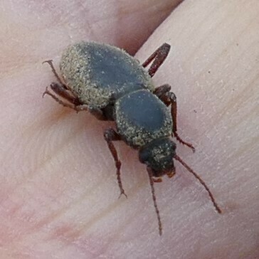 Brinckia debilis from Kramersdorf, Swakopmund, Namibia on April 9, 2024 ...