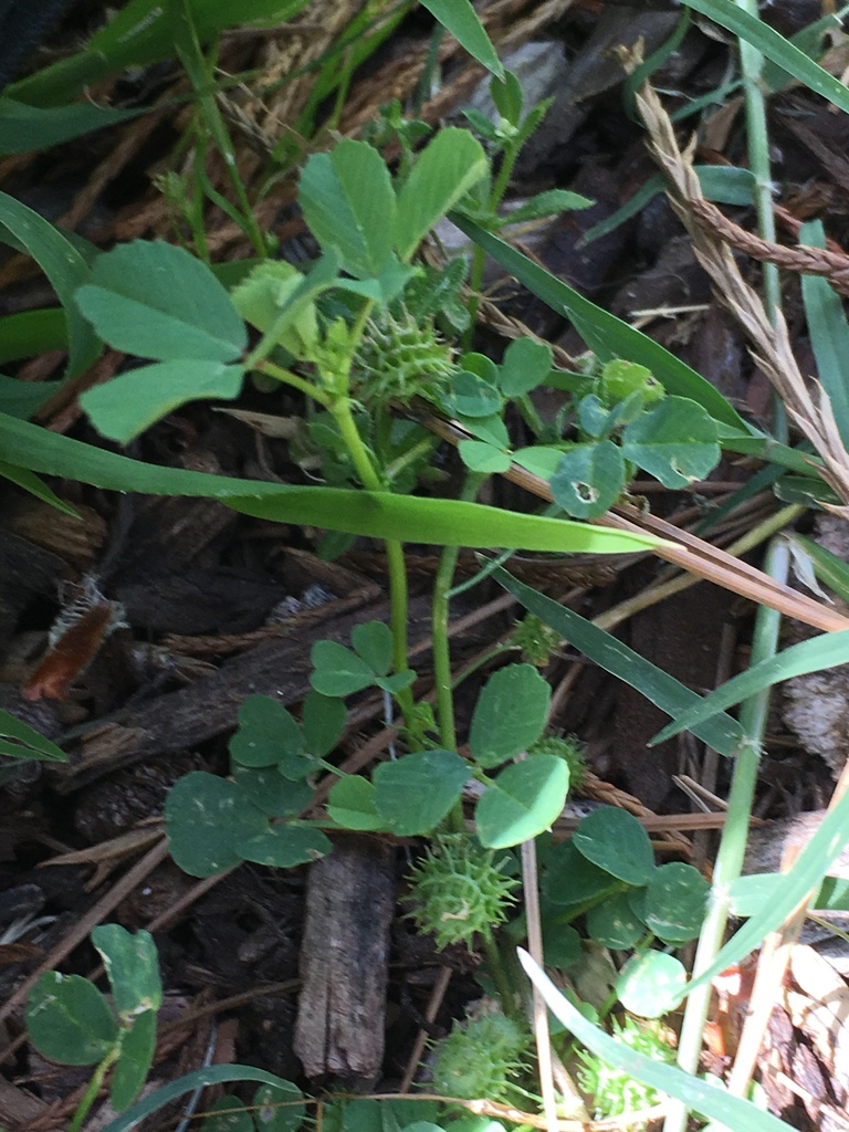 bur clover from Lakeside Park, Oakland, CA, US on April 27, 2019 at 12: ...