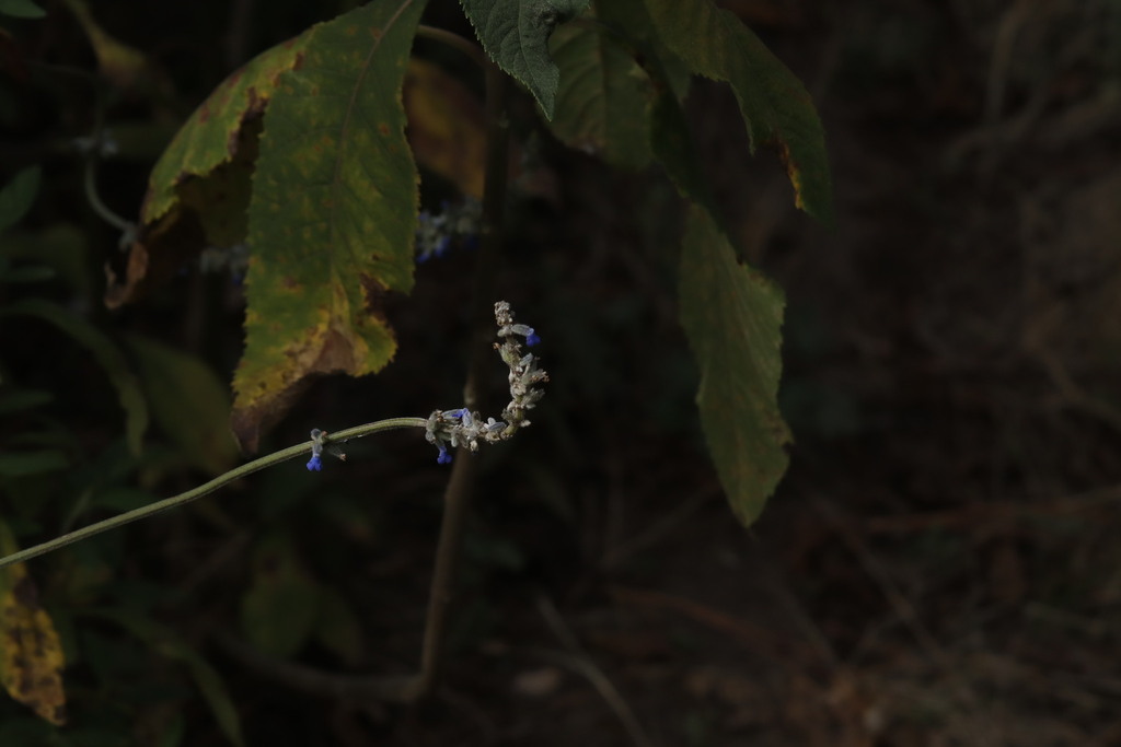 Alucema desde Juchitepec, Méx., México el 17 de marzo de 2024 a las 10: ...