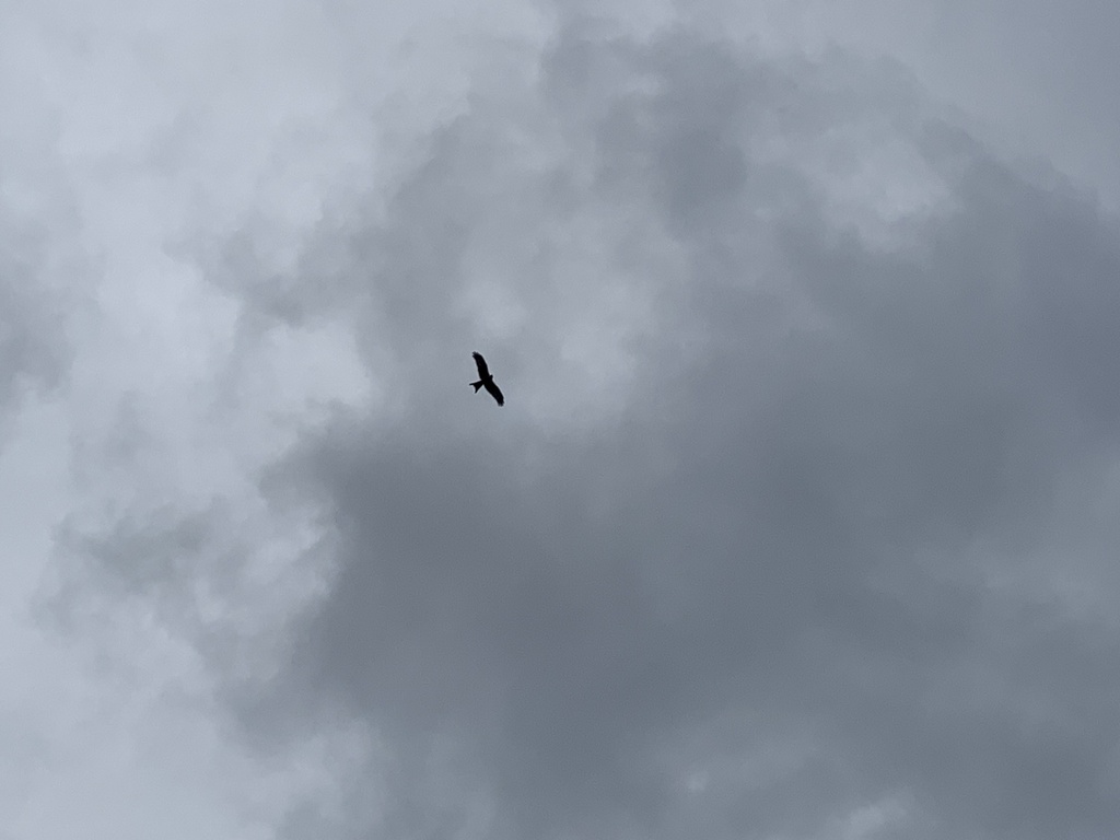 Red Kite from Champion Way, Oxford, England, GB on April 9, 2024 at 05: ...
