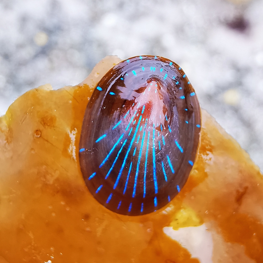 Blue-rayed Limpet from Ørnvik, Norge on April 9, 2024 at 07:10 PM by ...