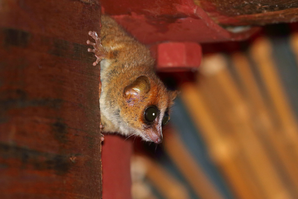 Goodman's Mouse Lemur (Microcebus lehilahytsara) - Know Your Mammals