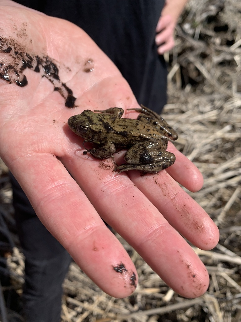 Wood Frog from Kettle Moraine State Forest - Southern Unit, Eagle, WI ...