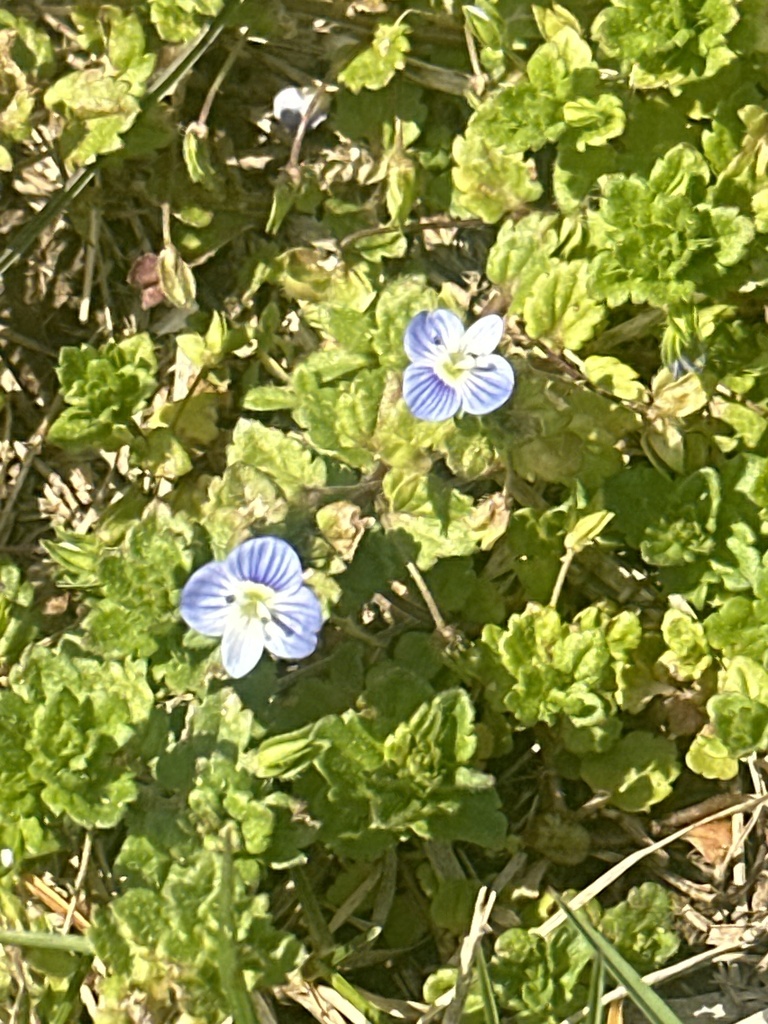 bird's-eye speedwell from Notre Dame of Maryland University, Baltimore ...