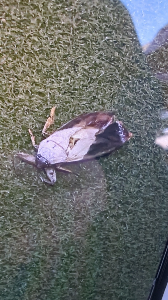 American Giant Water Bug from Niagara Falls on April 9, 2024 at 02:38 ...