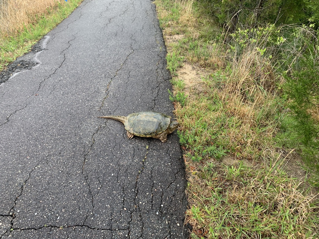 Common Snapping Turtle from Discovery Lake, Morrisville, NC, US on ...
