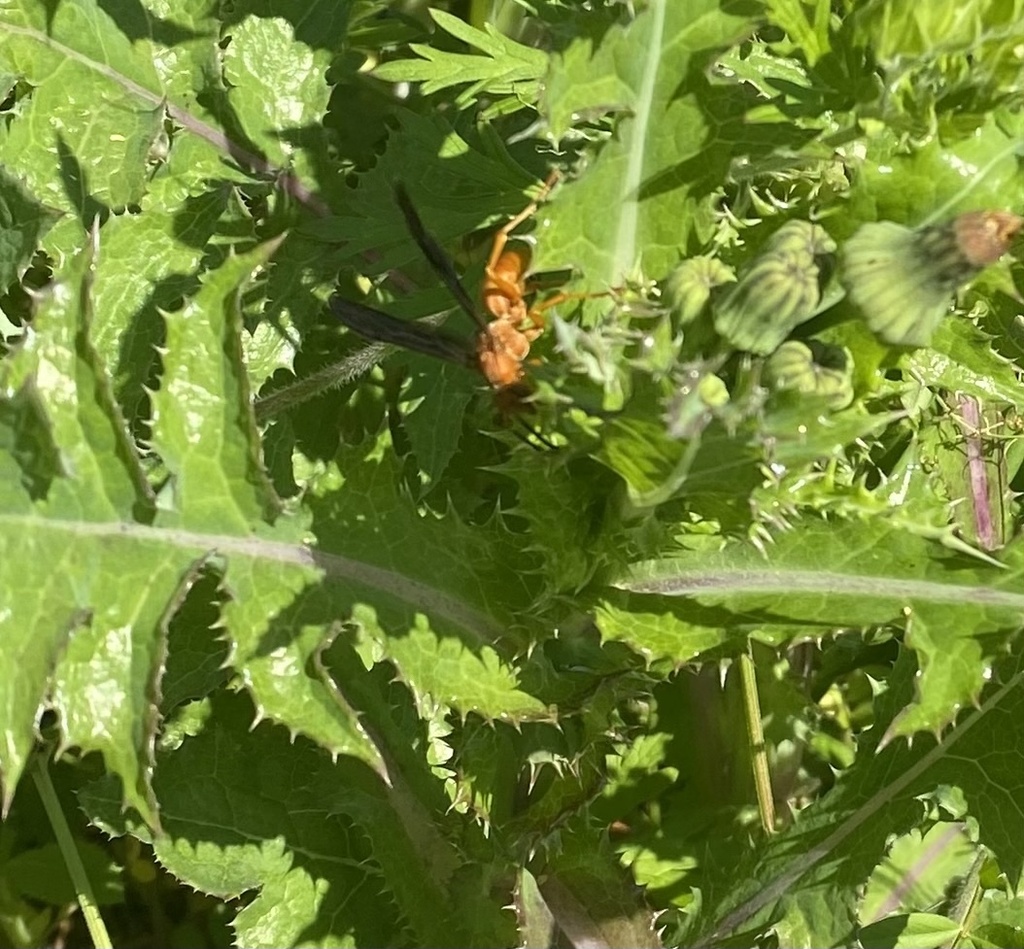 Fine-backed Red Paper Wasp from Georgia State University - Perimeter ...