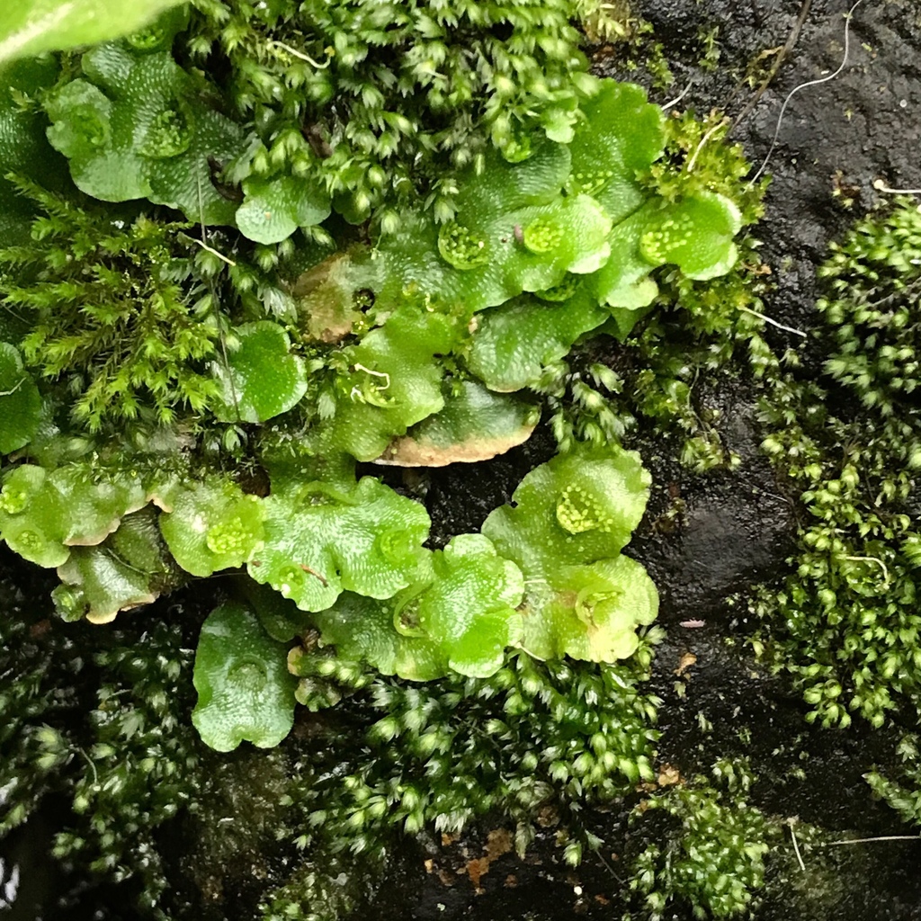 Crescent-cup liverwort from 166A Hackthorne Road, Cashmere, Canterbury ...