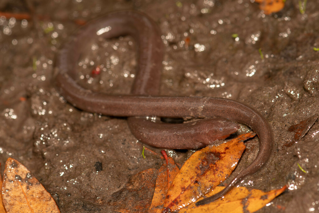 One-toed Amphiuma in March 2024 by Amiel Hopkins · iNaturalist
