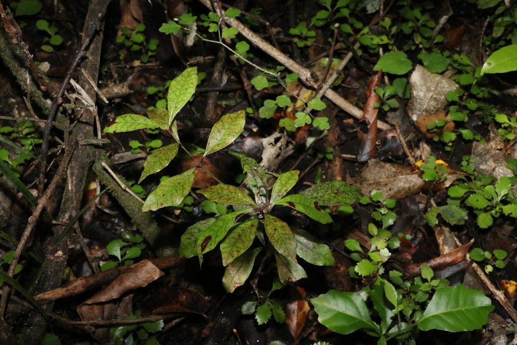 Swamp maire from Waikanae, New Zealand on April 6, 2024 at 12:13 PM by ...