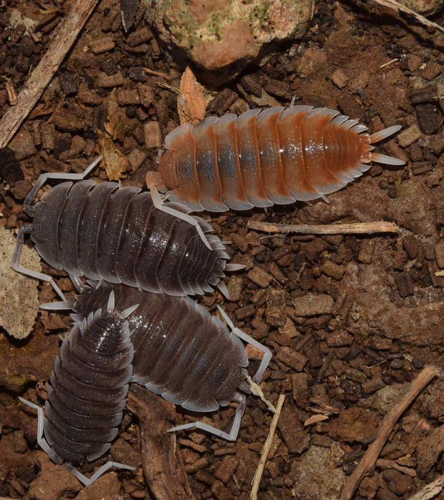Porcellio magnificus from Almería, España on April 9, 2024 at 12:28 PM ...