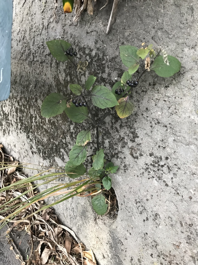 black nightshade from 159 Hackthorne Road, Cashmere, Canterbury, NZ on ...