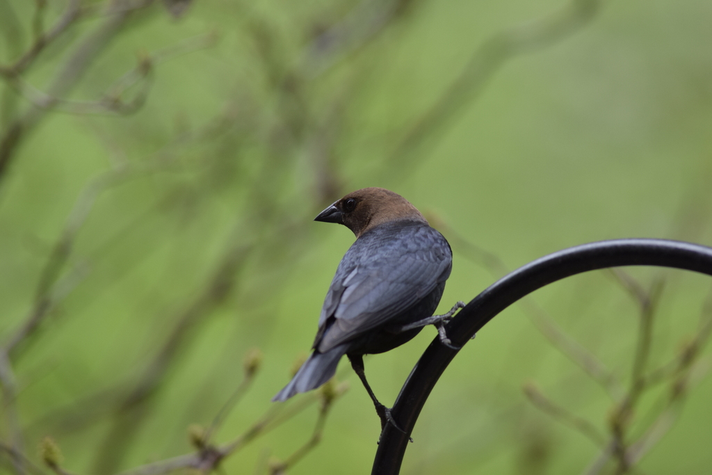 Brown-headed Cowbird from Nelsonville, OH 45764, USA on April 9, 2024 ...