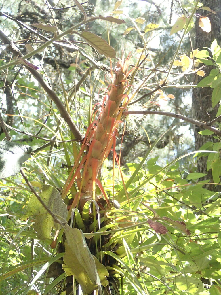 Tillandsia carlos-hankii from Santa María Peñoles, Oax., México on ...