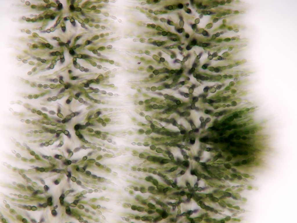 Frog-spawn Algae from Fayette, ME 04349, USA on April 8, 2024 at 02:09 ...