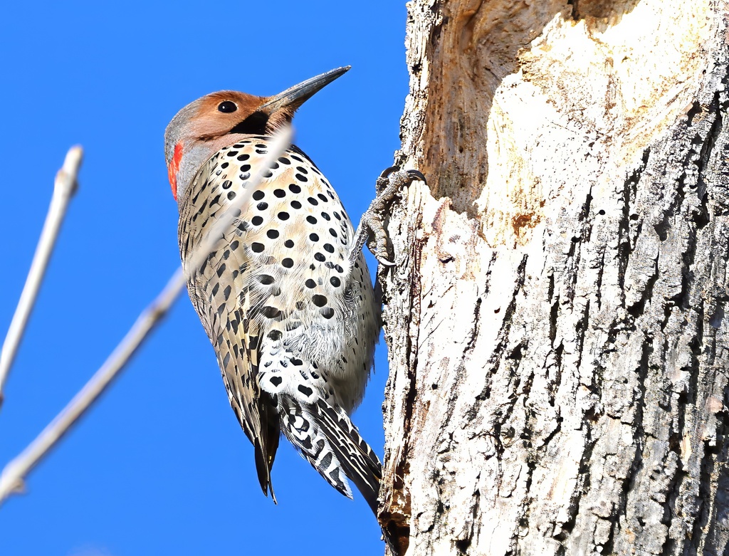 Northern Flicker from Second Woods Park, St. Catharines, ON, Canada on ...