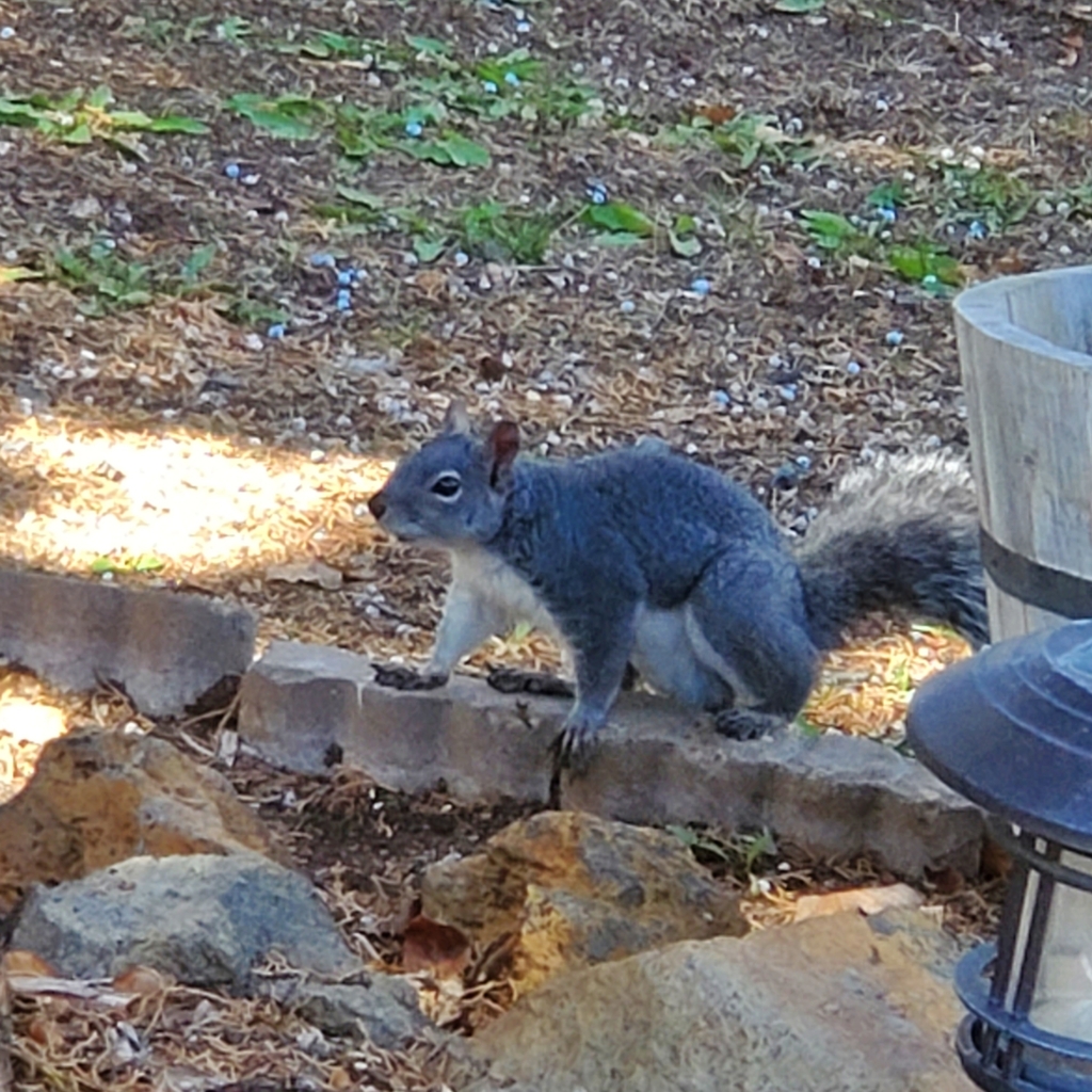 Western Gray Squirrel from Mountain View, Bend, OR 97701, USA on April ...