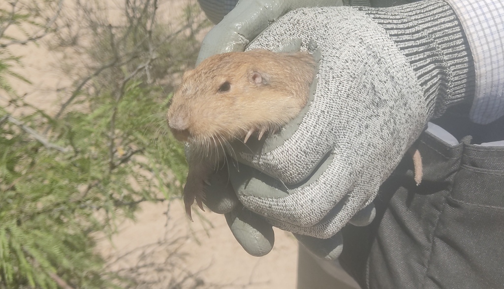 Yellow-faced Pocket Gopher from Lerdo, Dgo., México on April 9, 2024 at ...