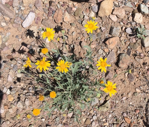 aceitilla amarilla (Bahia absinthifolia) · NaturaLista Colombia
