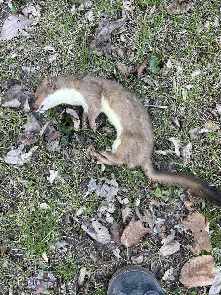 Long-tailed Weasel from Canal St, Ann Arbor, MI, US on April 9, 2024 at ...