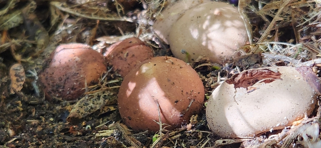 Fungi Including Lichens from Manutahi, New Zealand on April 8, 2024 at ...