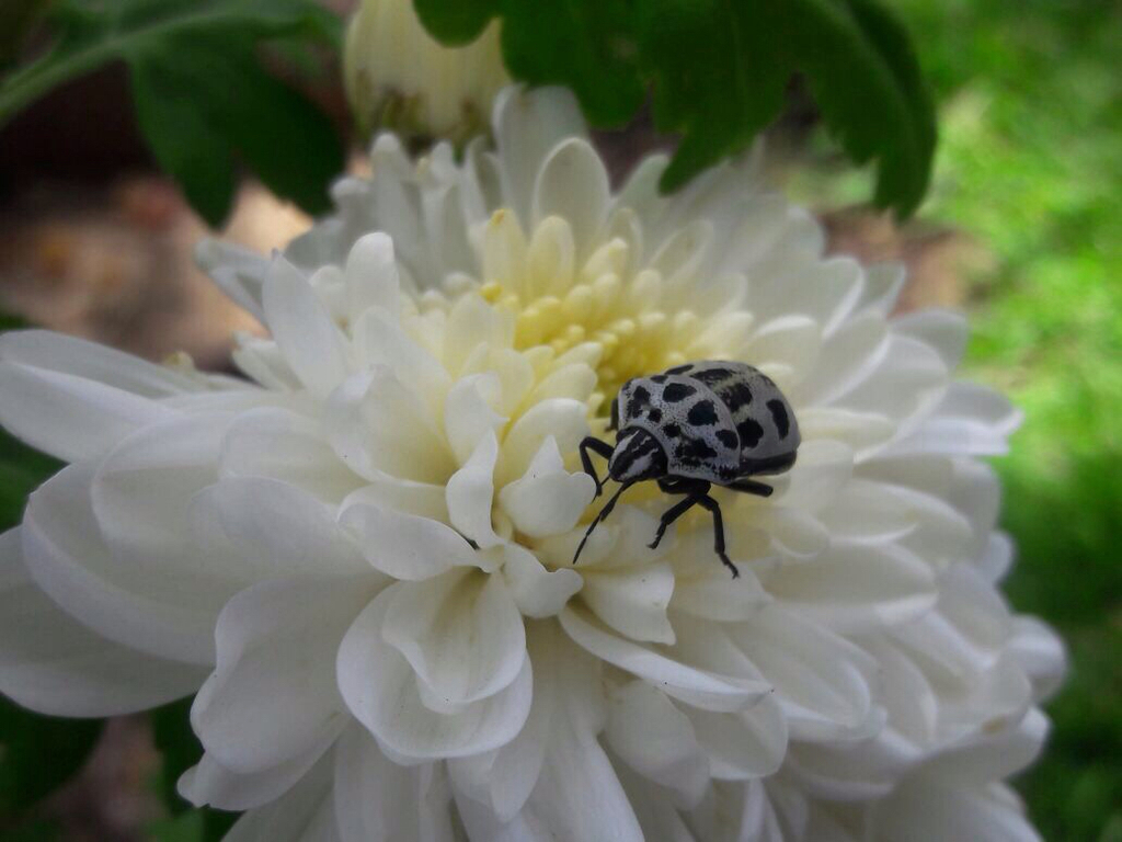 Common Voodoo Shieldbug from Gamal Abd El Nasser, 6th Of October, 6th ...