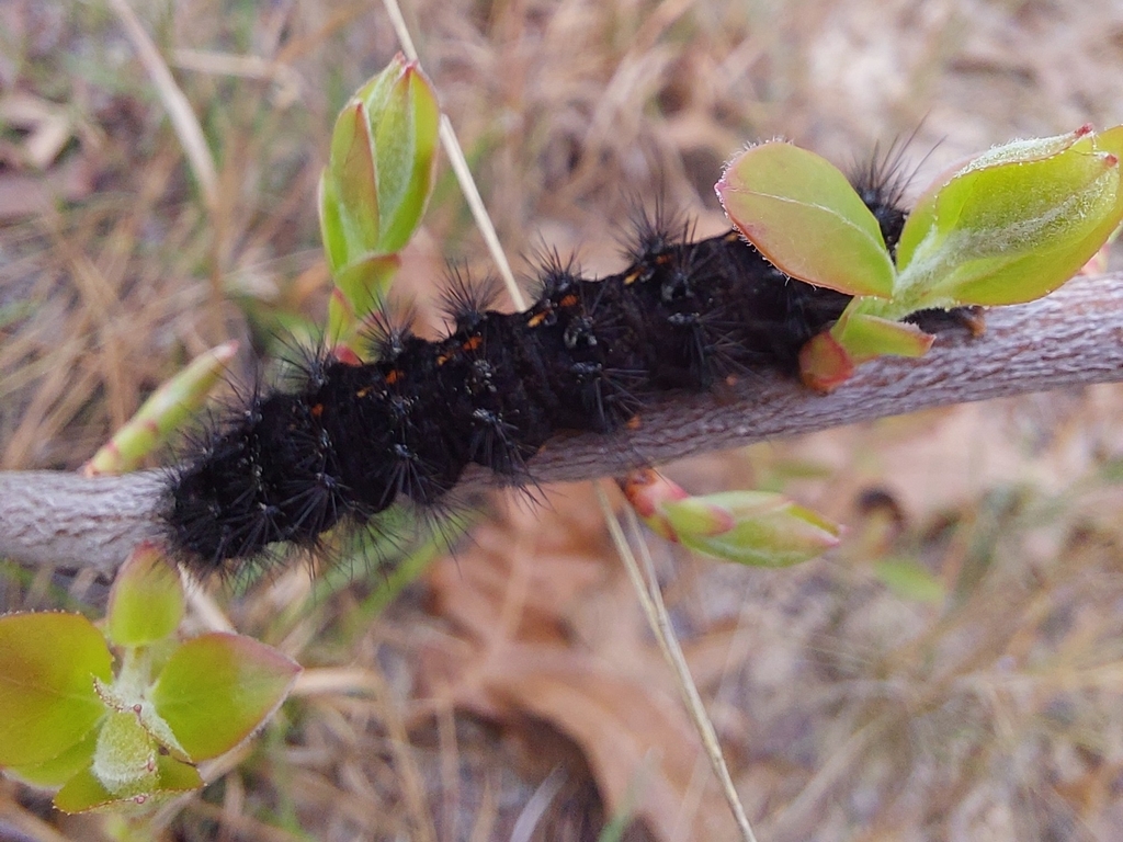 Apantesis placentia from Junction City, GA 31812, USA on April 9, 2024 ...