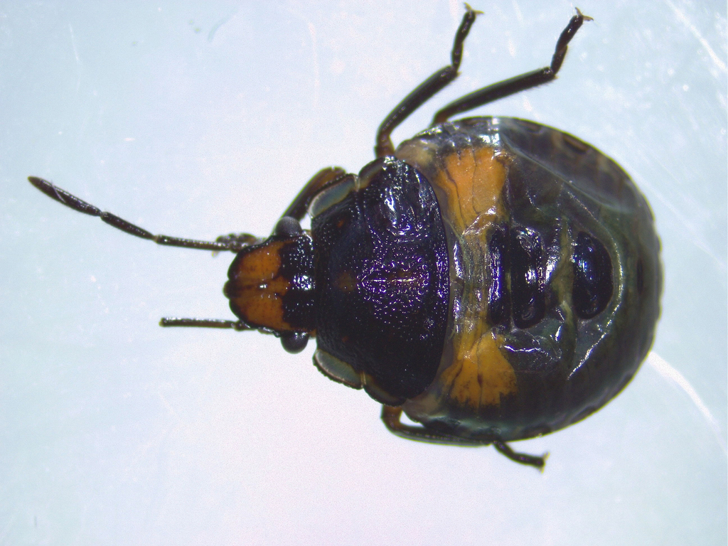 New Zealand Vegetable Bug from North Shore, Hauraki, Auckland, New ...