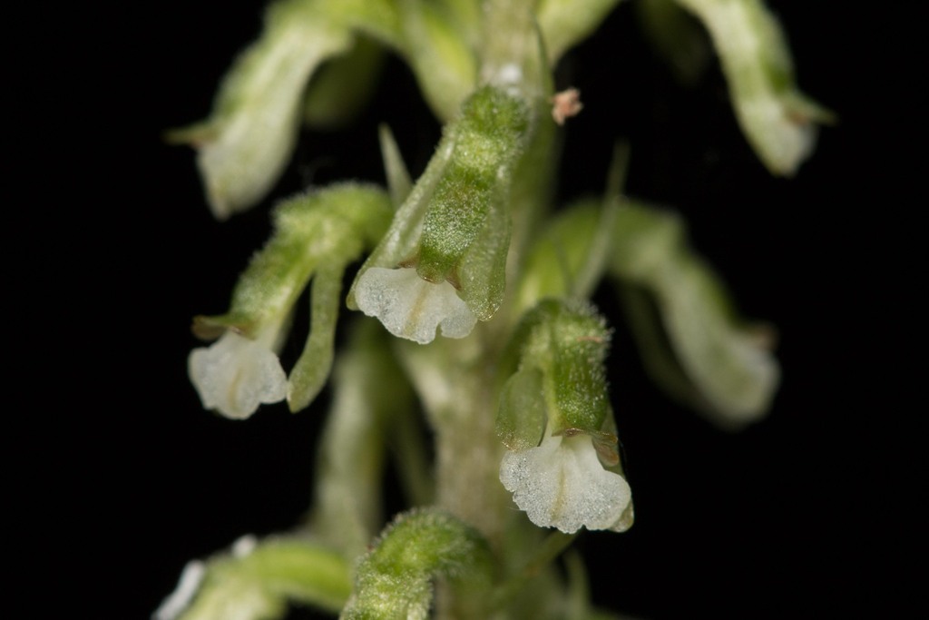 Cyclopogon elatus in April 2024 by Logan Crees · iNaturalist
