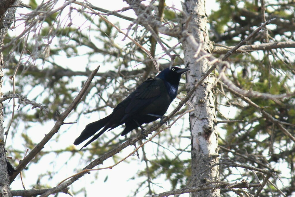 Common Grackle from Sault Ste. Marie, MI 49783, USA on April 9, 2024 at ...