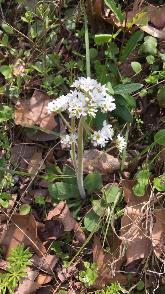 Virginia saxifrage from Potomac on April 9, 2024 at 02:16 PM by David ...