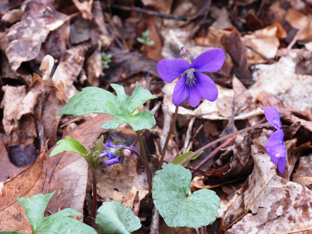 palm violet from Jackson County, TN, USA on April 9, 2024 at 01:29 PM ...