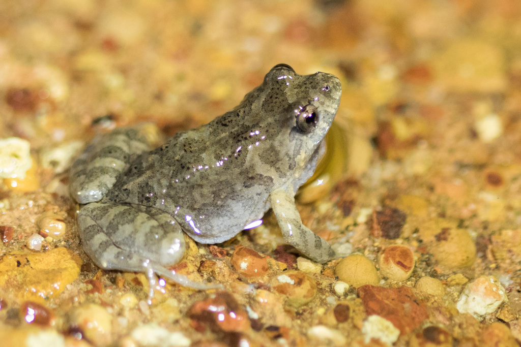 False Western Froglet (Walpole Wilderness Frog Guide) · iNaturalist
