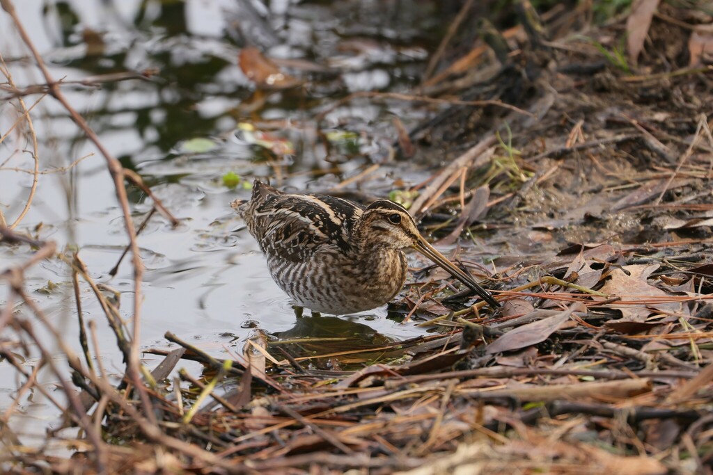 Wilson's Snipe from Wood Duck Nature Preserve Opelika Alabama USA on ...