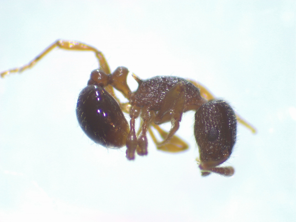 Big-headed Ants from Hunua, New Zealand on March 2, 2024 at 03:47 PM by ...