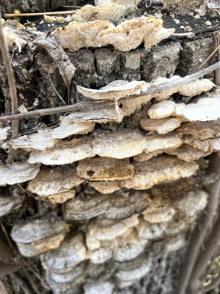 Trametes pubescens from Bethany Lutheran College, Mankato, MN, US on ...