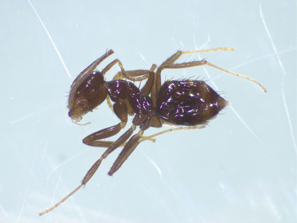 Ants from Waitawa Regional Park 1168 Clevedon-Kawakawa Road, Kawakawa ...