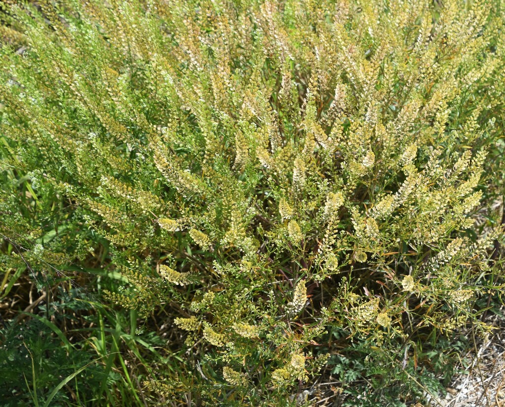 Virginia pepperweed from Polk County, FL, USA on April 9, 2024 at 10:48 ...