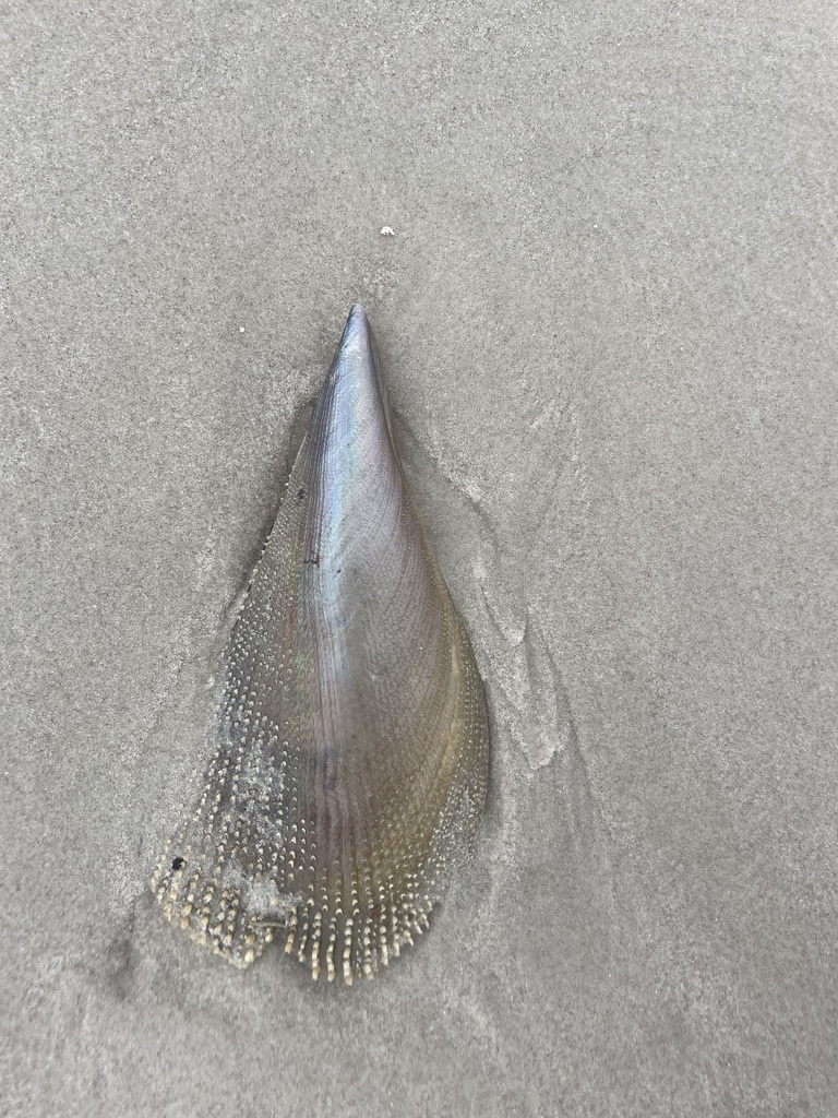 Sawtooth Pen Shell from Padre Island National Seashore, TX, US on April ...