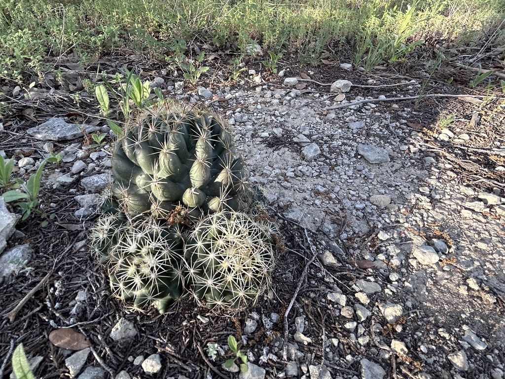 Grooved nipple cactus from Faubion Trail, Leander, TX, US on April 7 ...