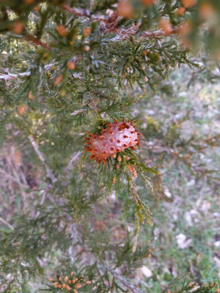 juniper-apple rust from Parchment, MI 49004, USA on April 9, 2024 at 09 ...