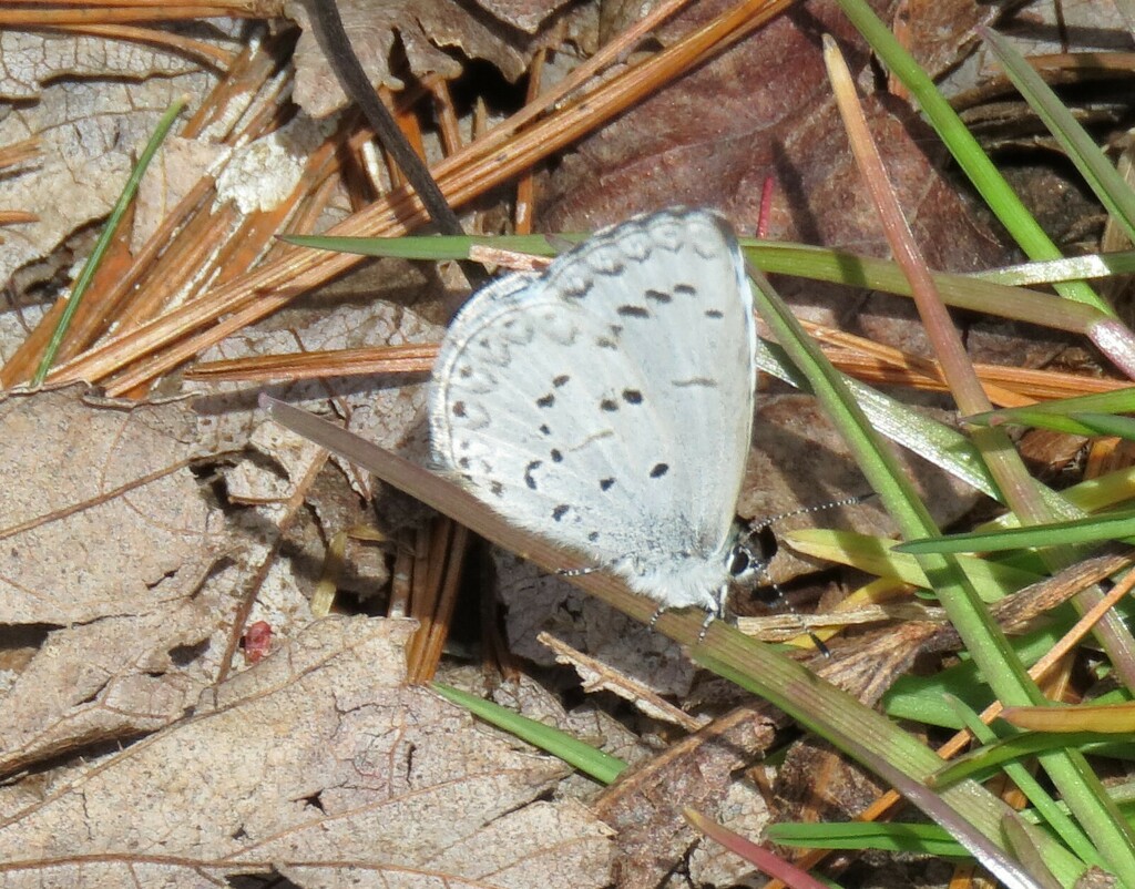 Holarctic Azures from Blue Heron Park, Poillon Ave, Staten Island, NY ...
