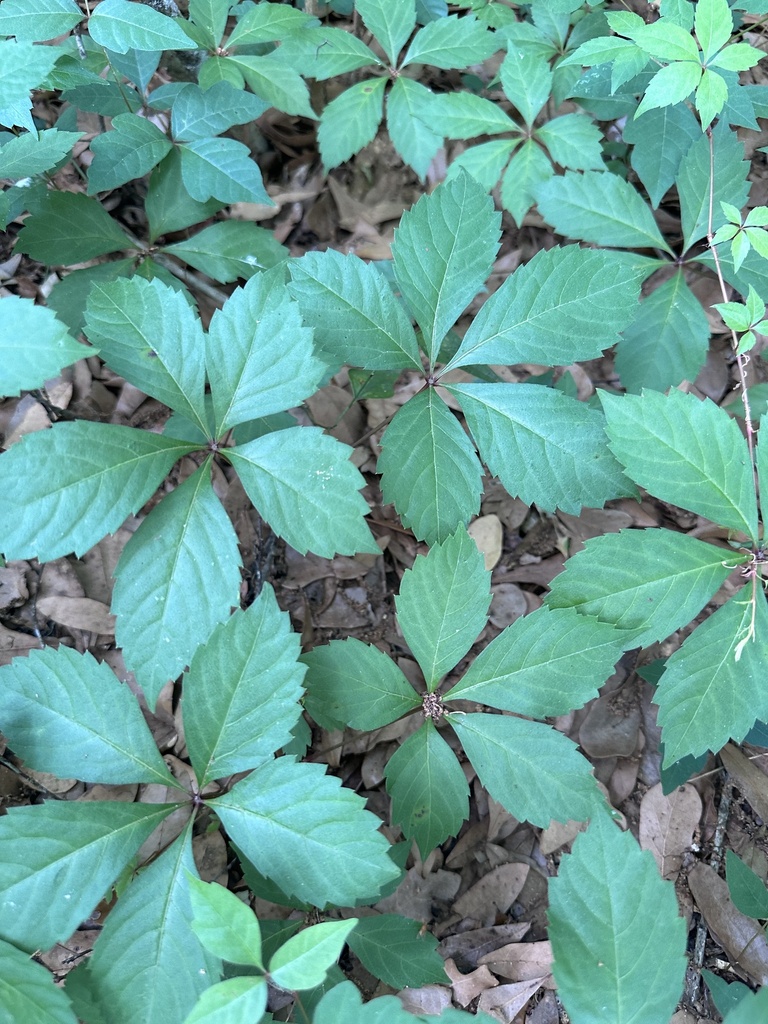 Virginia creeper from Santa Fe College, Gainesville, FL, US on April 9 ...
