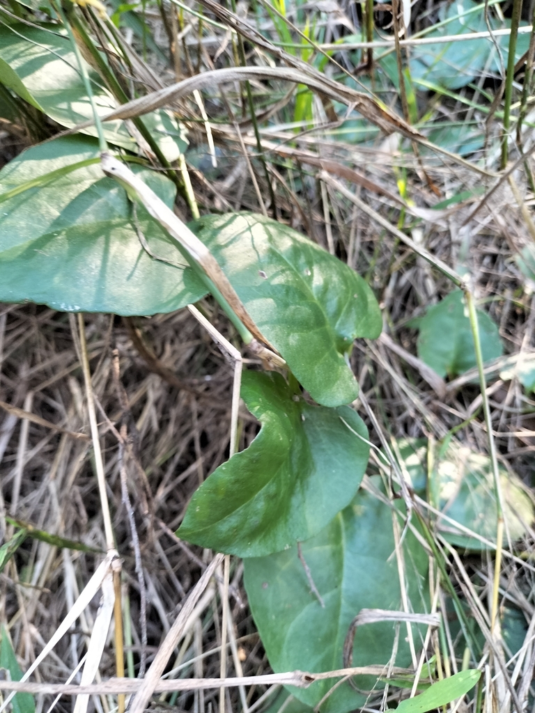 Mignonette vine from Stanley Tce at Camp Street, stop 22, Taringa QLD ...