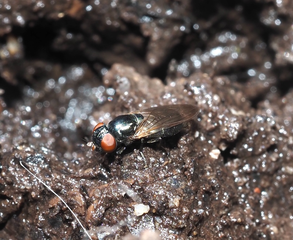 Acalyptrate Flies from Groveton, VA, USA on April 7, 2024 at 12:11 PM ...