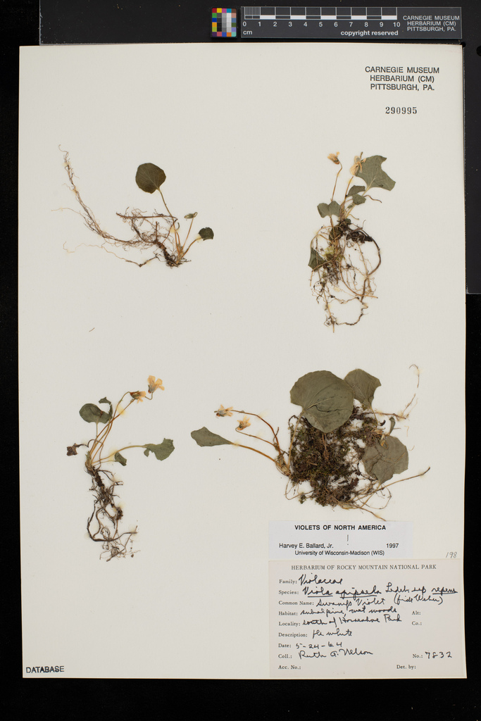 Northern Marsh Violet from Horseshoe Park, Estes Park, CO 80517, USA on ...