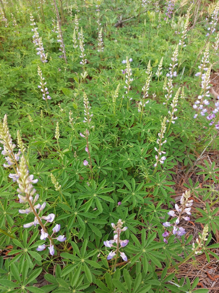 Sundial Lupine from Junction City, GA 31812, USA on April 9, 2024 at 03 ...